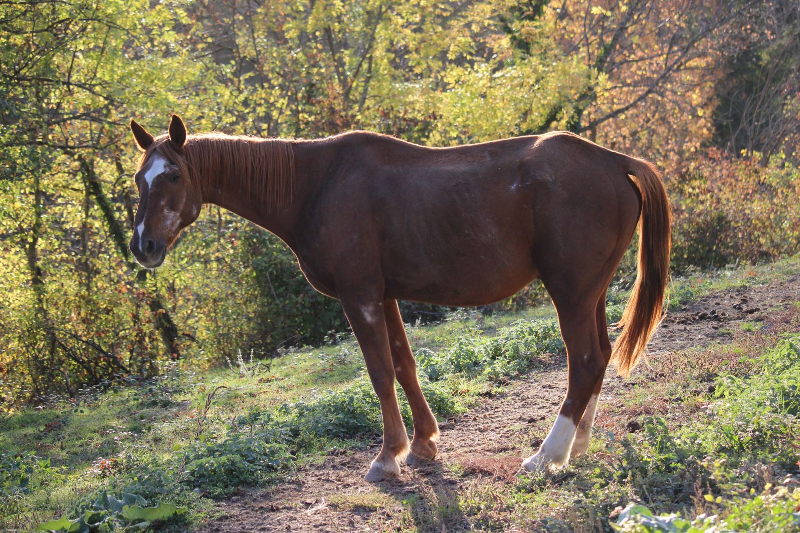 Nos équidés à accueillir | SOS Cheval